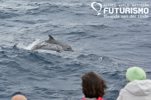 Dolphins in the rain - Azores Whales