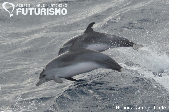 Dolphins in the rain - Azores Whales