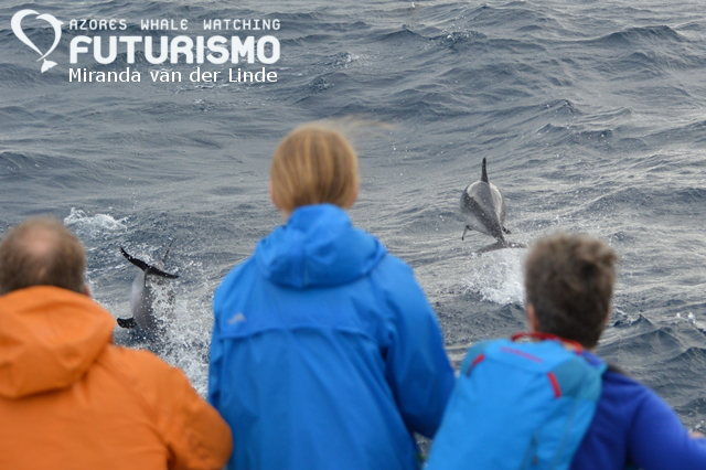Dolphins in the rain - Azores Whales