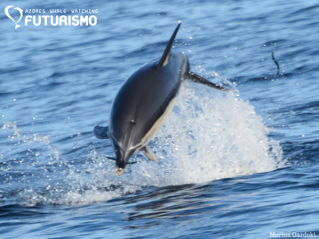 Hunting dolphins - Azores Whales