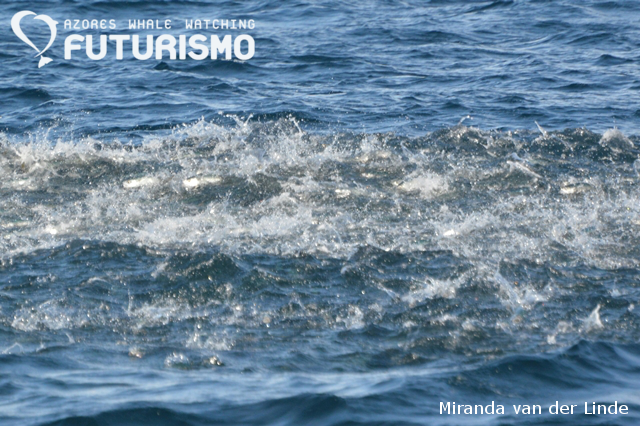 Azorean marine biodiversity - Azores Whales