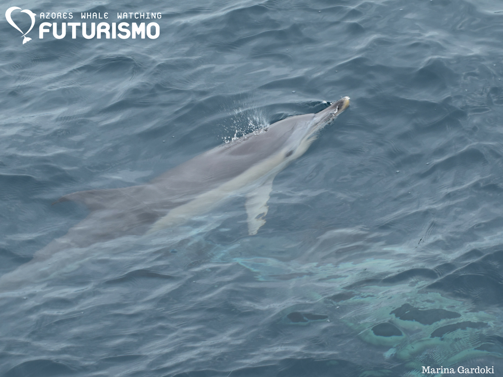 Acrobatic dolphins today - Azores Whales
