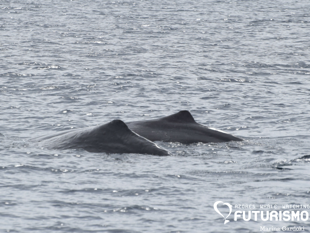 Five species in one trip!! - Azores Whales