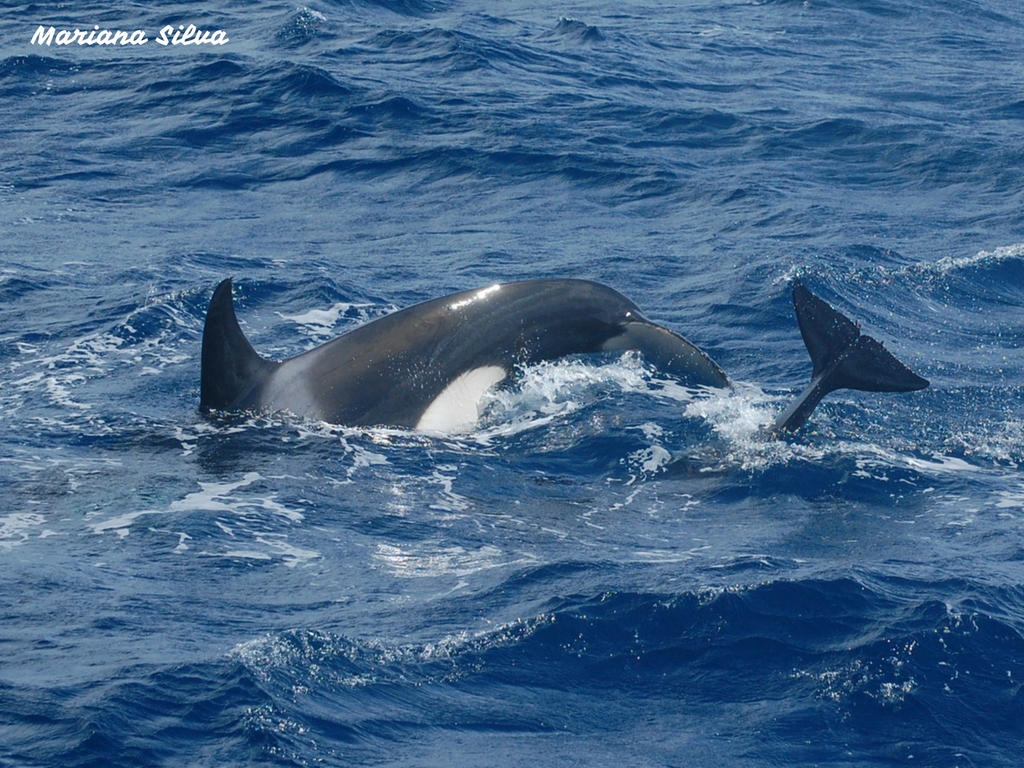 ORCAS!!! - Azores Whales
