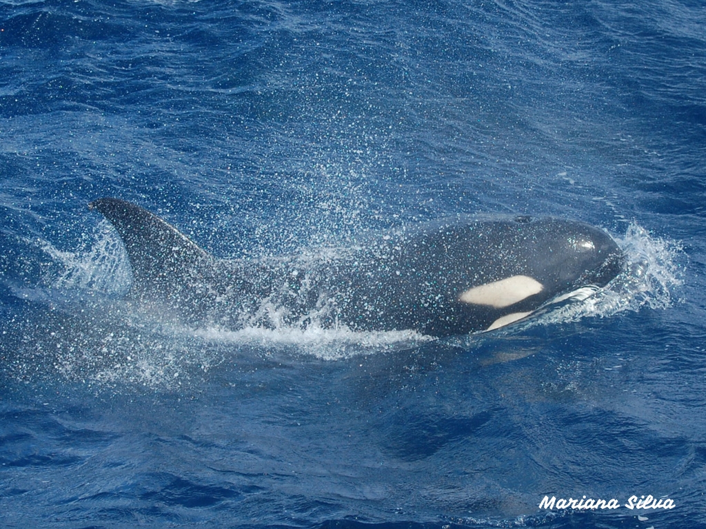 ORCAS!!! - Azores Whales