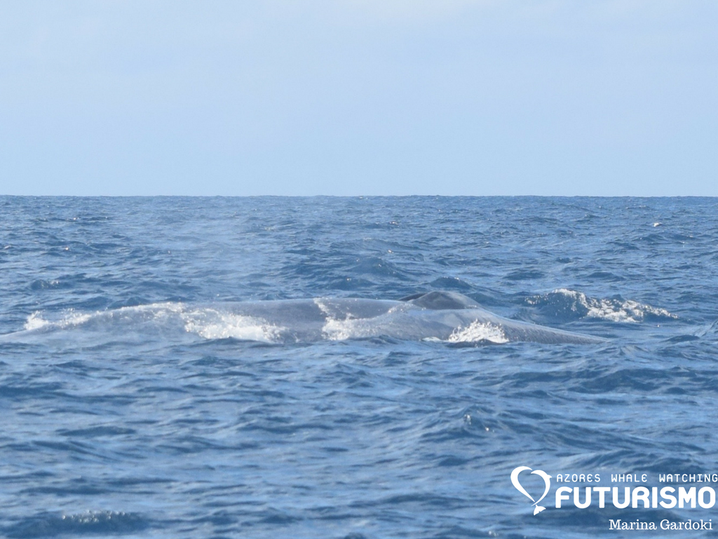 Blue whales have arrived!! - Azores Whales