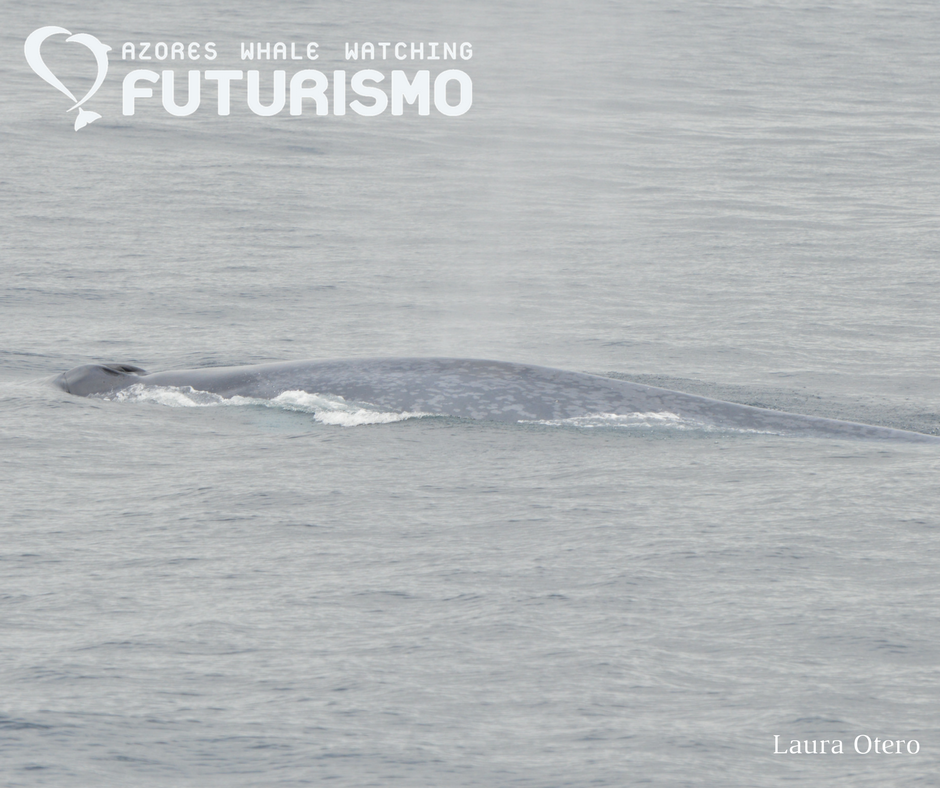 The perfect whale watching day - Azores Whales