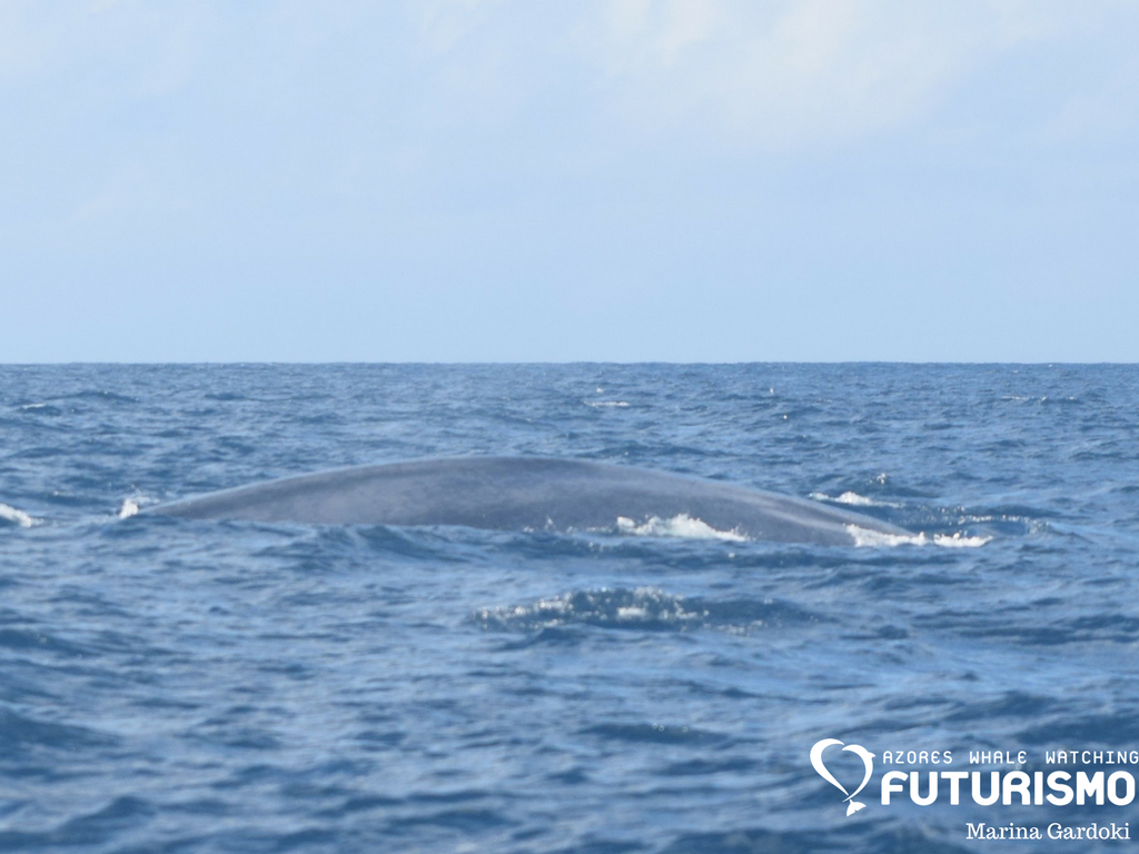 Blue whales have arrived!! - Azores Whales