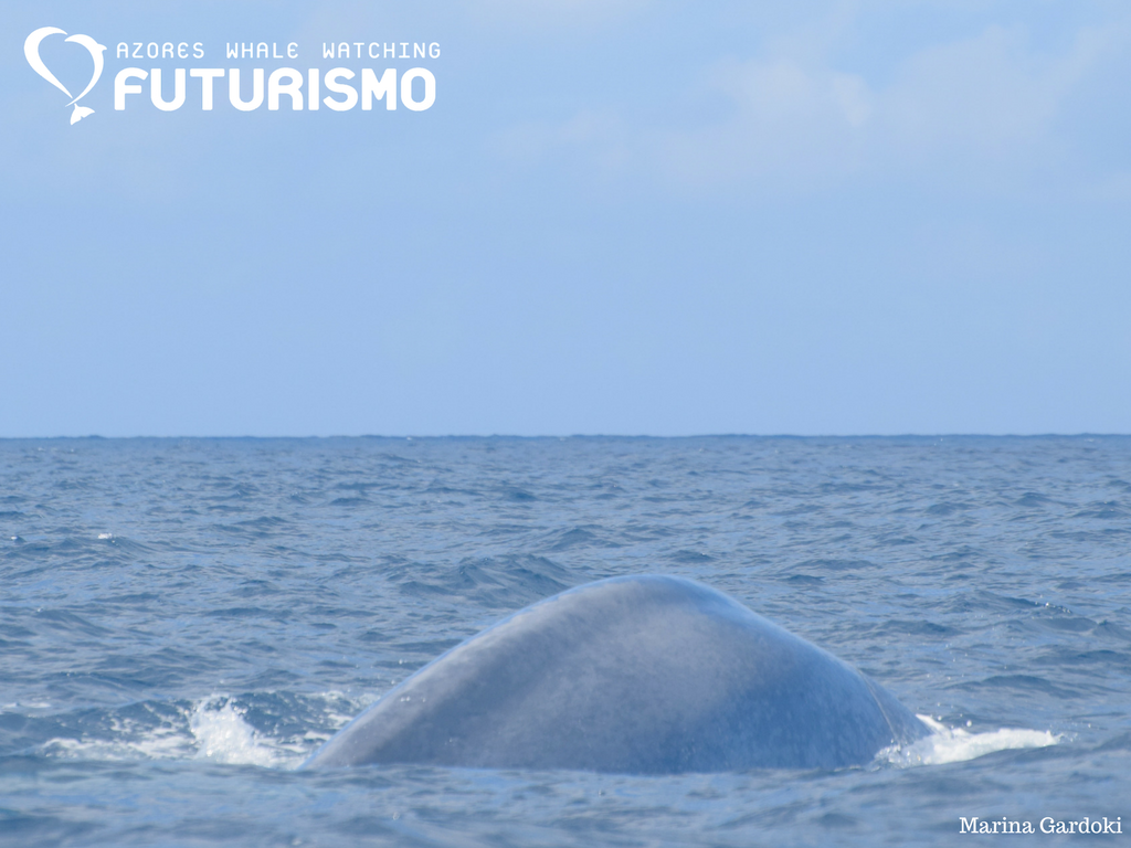 Blue whales have arrived!! - Azores Whales