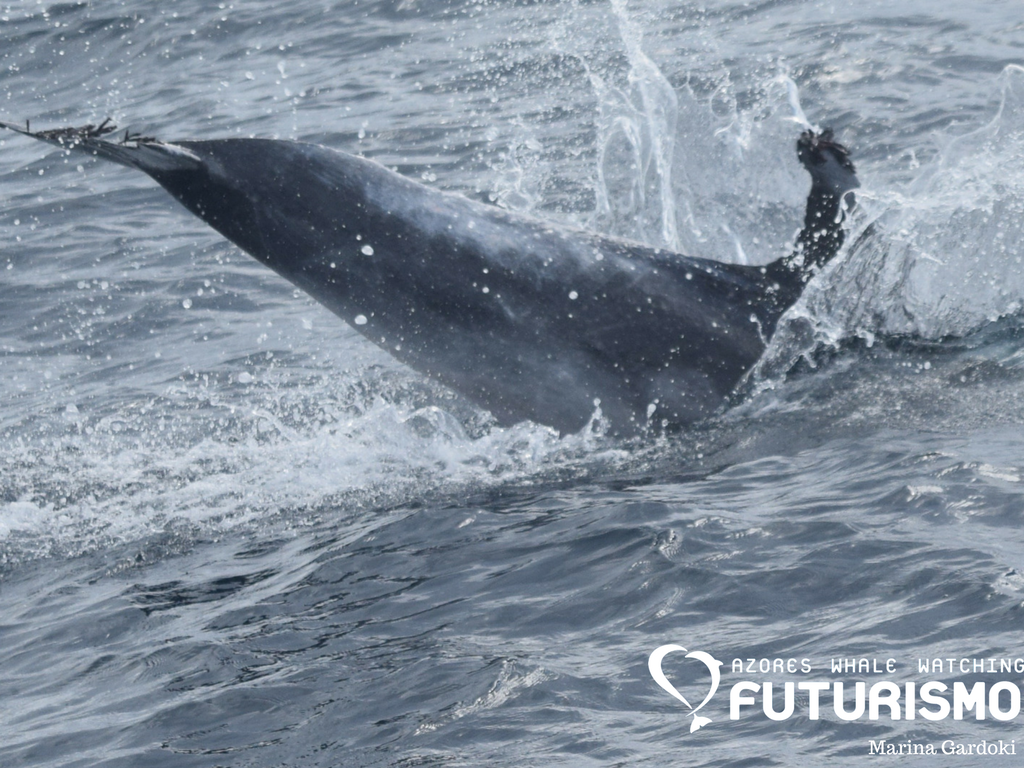 Blue whales have arrived!! - Azores Whales