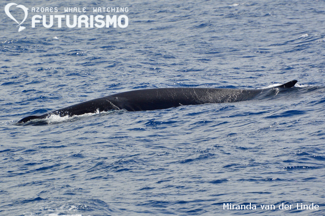 A mixed up ocean with a mixture of species - Azores Whales