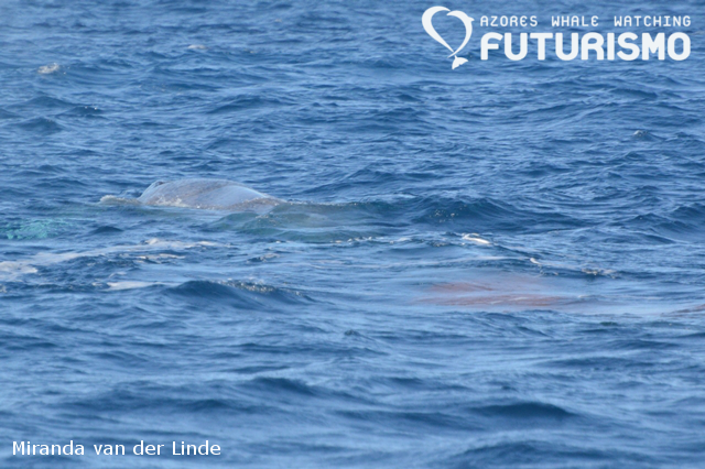 June starts with blue whales - Azores Whales