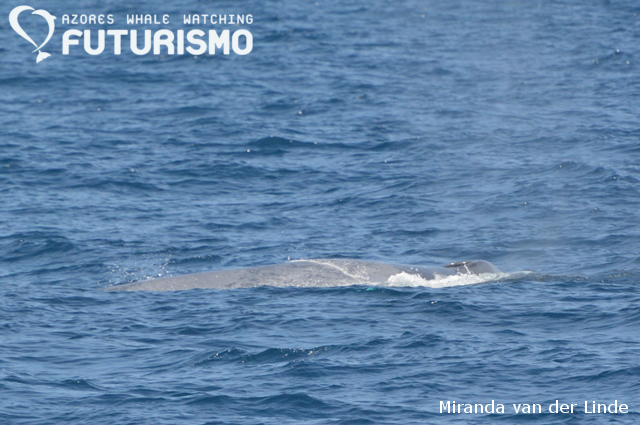 June starts with blue whales - Azores Whales