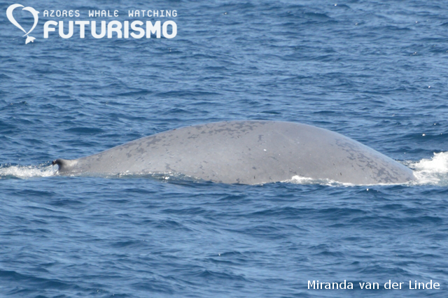 June starts with blue whales - Azores Whales