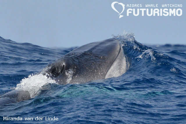 A mixed up ocean with a mixture of species - Azores Whales