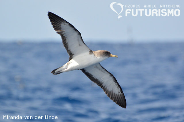 A mixed up ocean with a mixture of species - Azores Whales