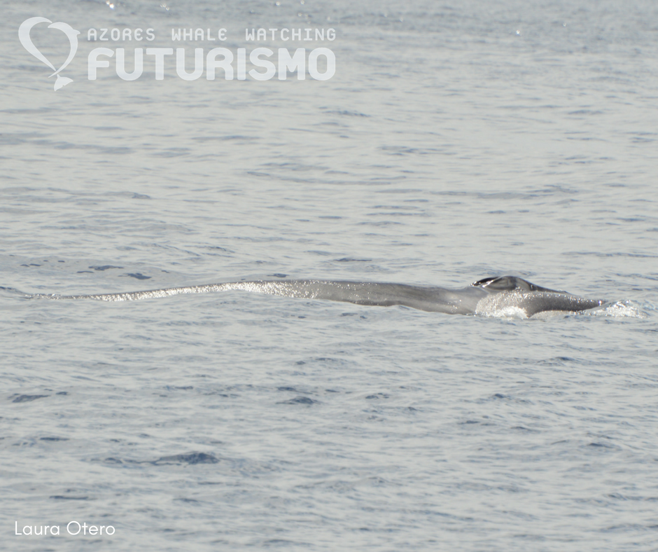 Seven species in one day - Azores Whales