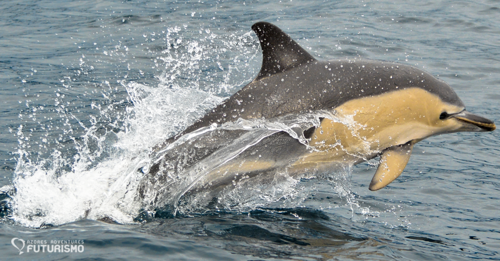 Saturday | Dolphin Watching Azores - Azores Whales