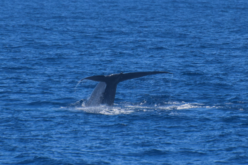 One blue whale tail and more to discover - Azores Whales