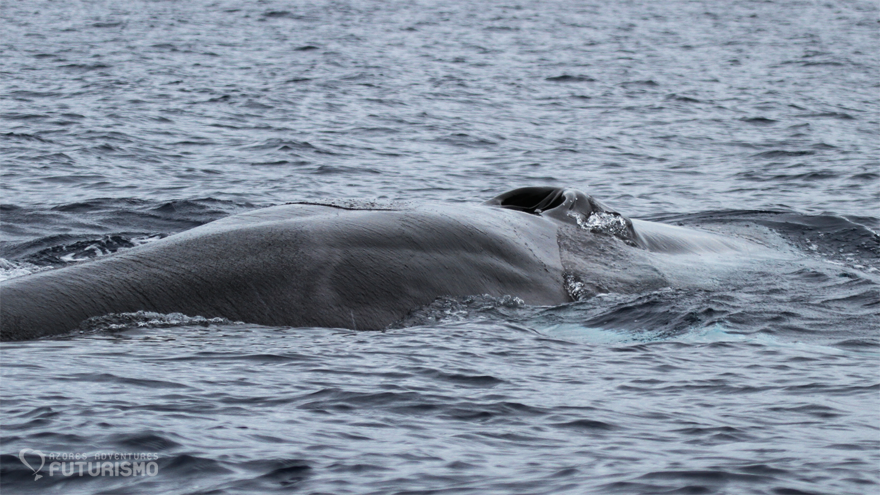 Busy day in the Azorean waters - Azores Whales