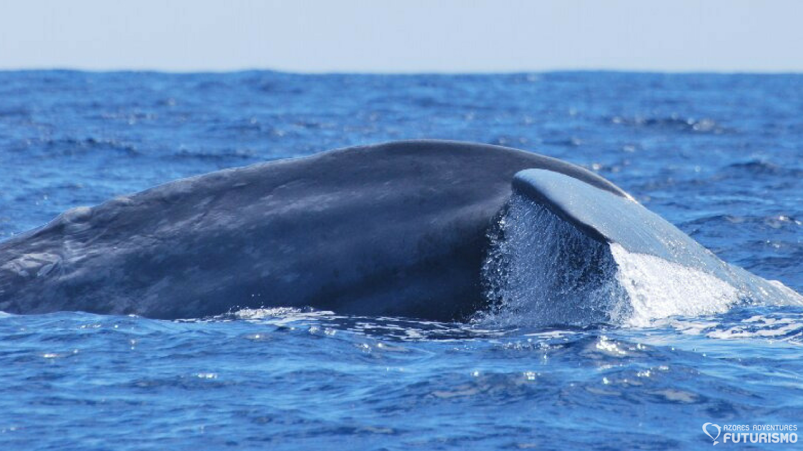 How many blue whales cross the Azores? - Azores Whales
