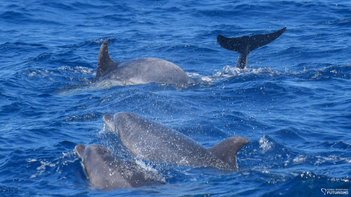Bottlenose and Risso's dolphins in our tour in São Miguel Island ...