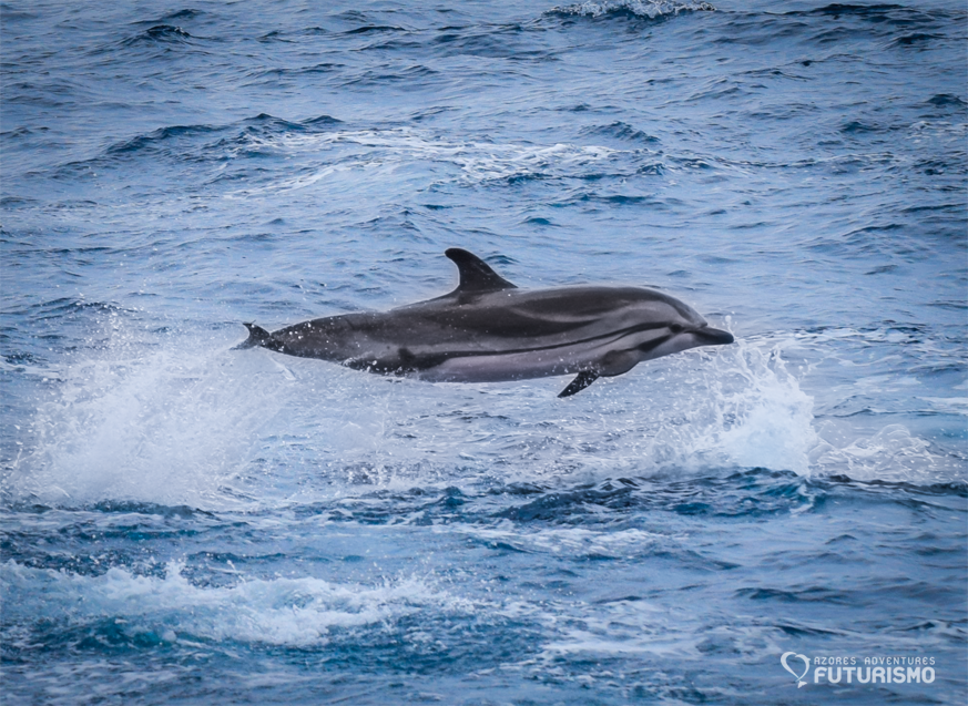 The Sperm whales and striped dolphins - Azores Whales