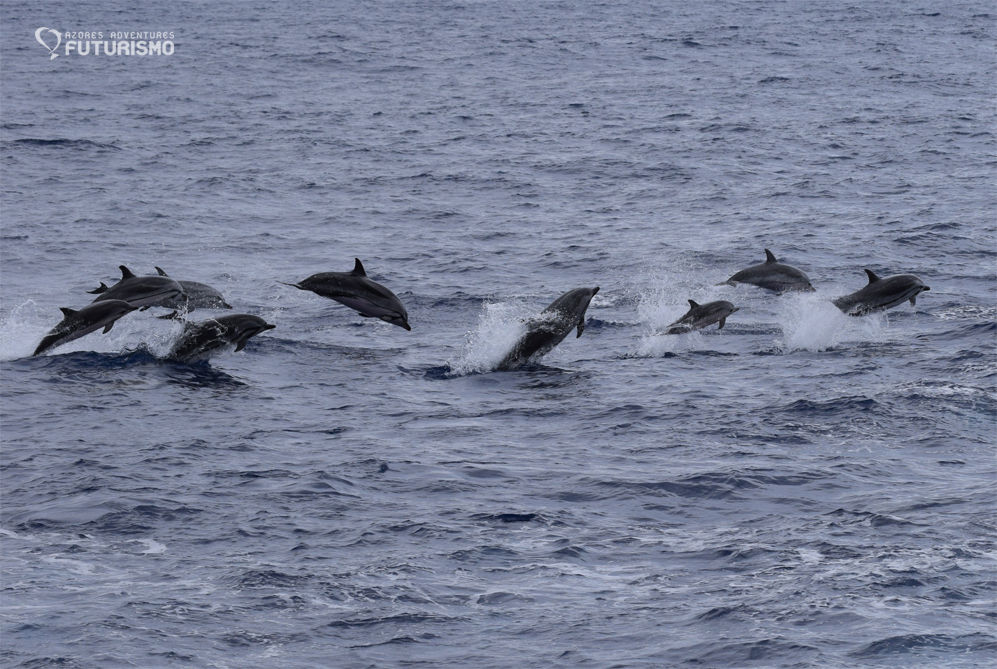 The Sperm whales and striped dolphins - Azores Whales