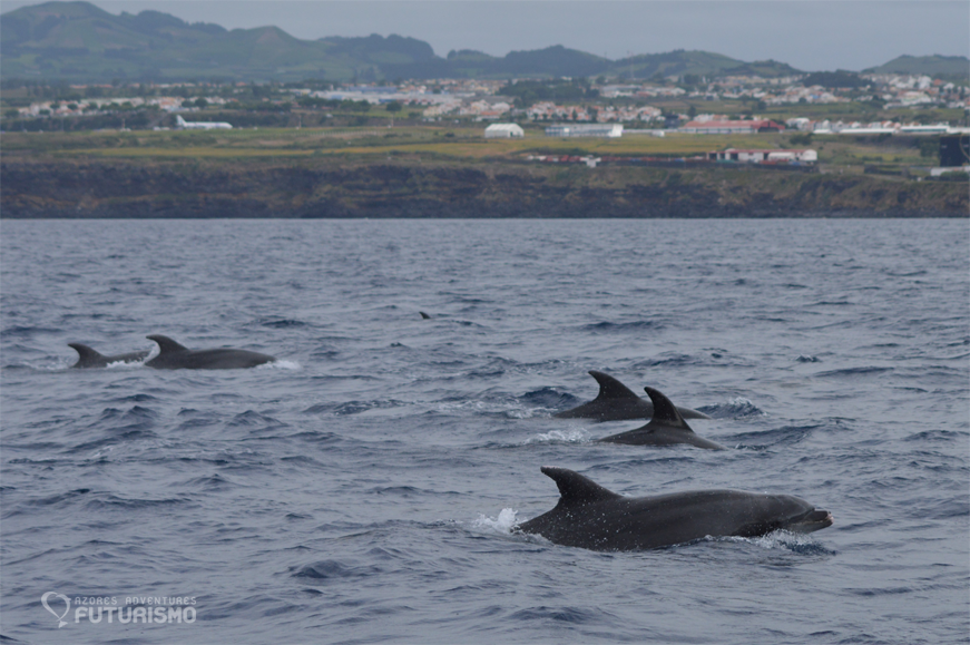 Fantastic whale watching tours in the Azores - Azores Whales