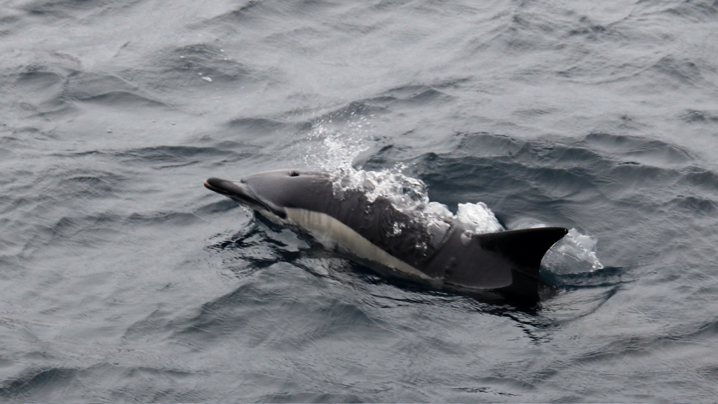 A playful group of common dolphins very close to the harbour - Azores ...