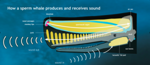 Why do sperm whales use so many types of clicks? - Azores Whales