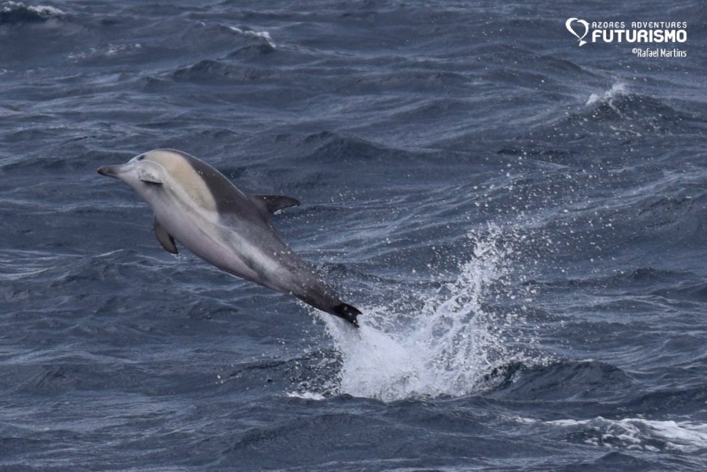 Lots of dolphins and sea birds during our trip in São Miguel - Azores ...