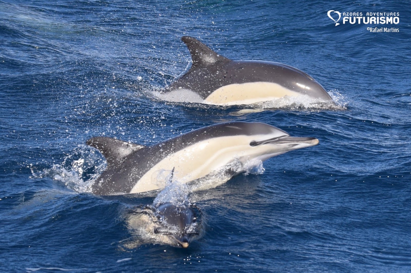 A huge group of common dolphins socializing - Azores Whales