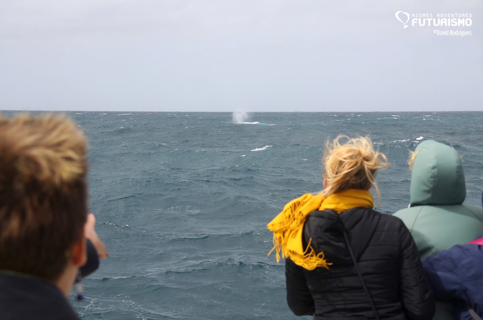 A blue whale in São Miguel and a Sei whale in Pico - Azores Whales