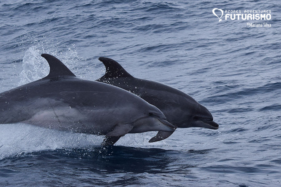 Blue whales in sight and new research about fin whale faeces - Azores ...