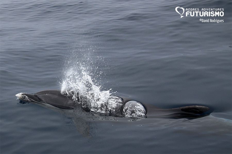 Blue whales in sight and new research about fin whale faeces - Azores ...