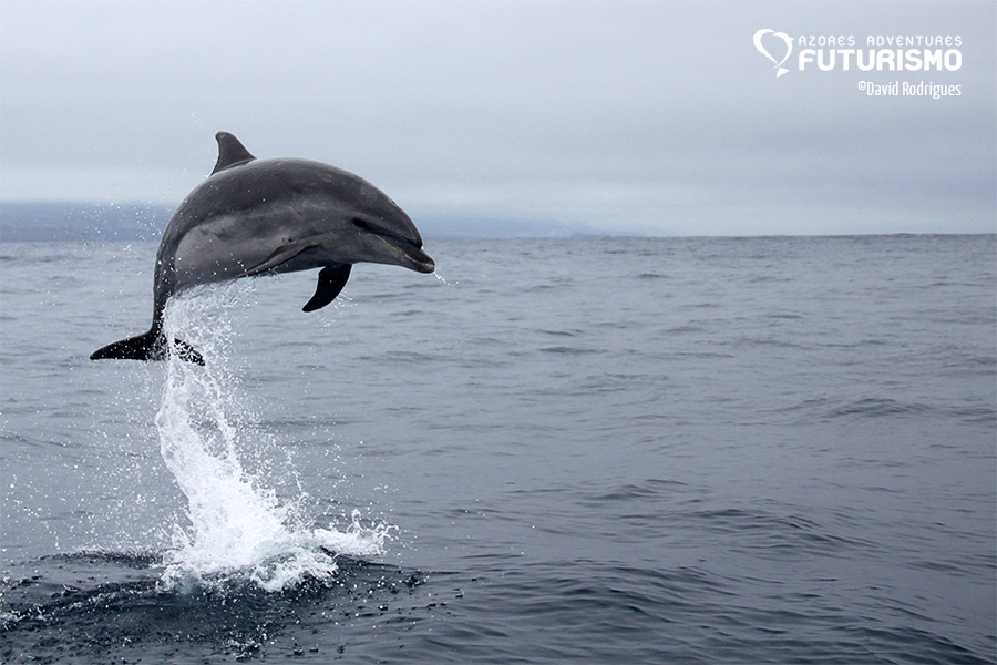 Blue whales in sight and new research about fin whale faeces - Azores ...
