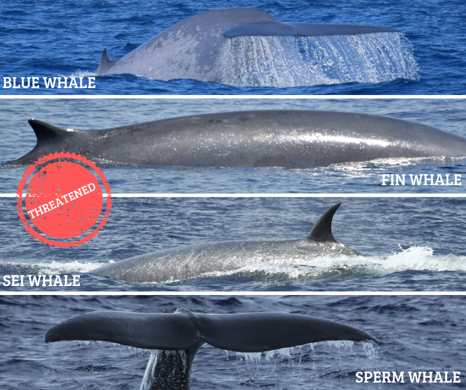 Fin Whale Vs Blue Whale