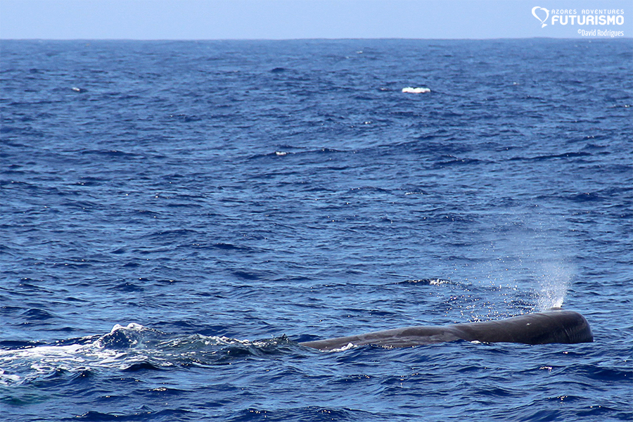 Successful reproductive sperm whale groups - Azores Whales