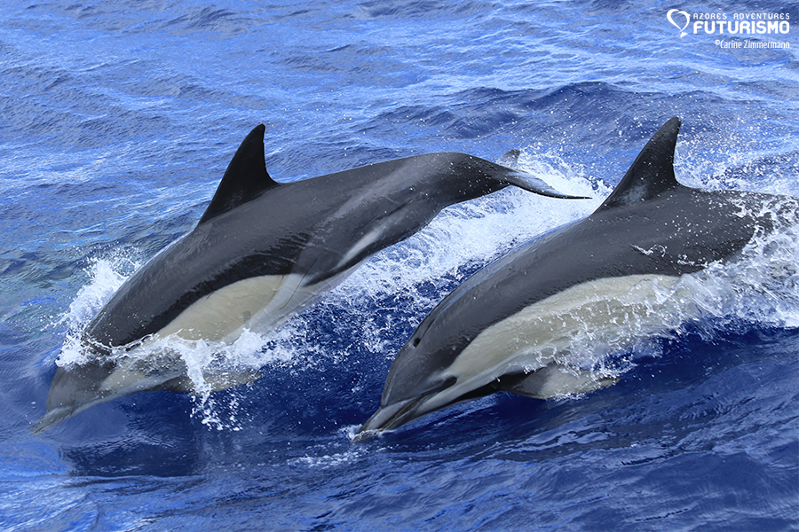 Over 1000 Spotted dolphins in São Miguel! - Azores Whales