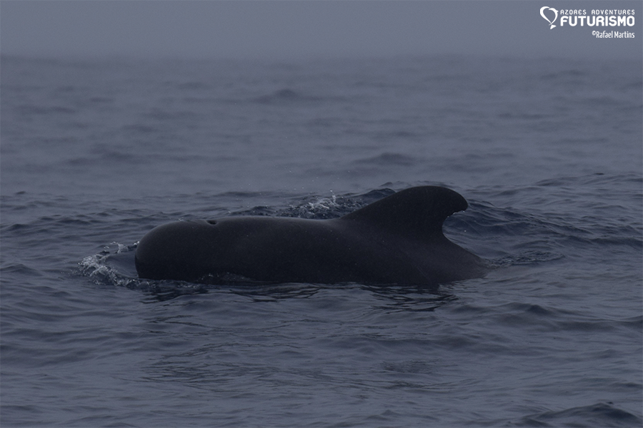 Pilot whales, spotted dolphins, Risso's dolphins in the morning ...