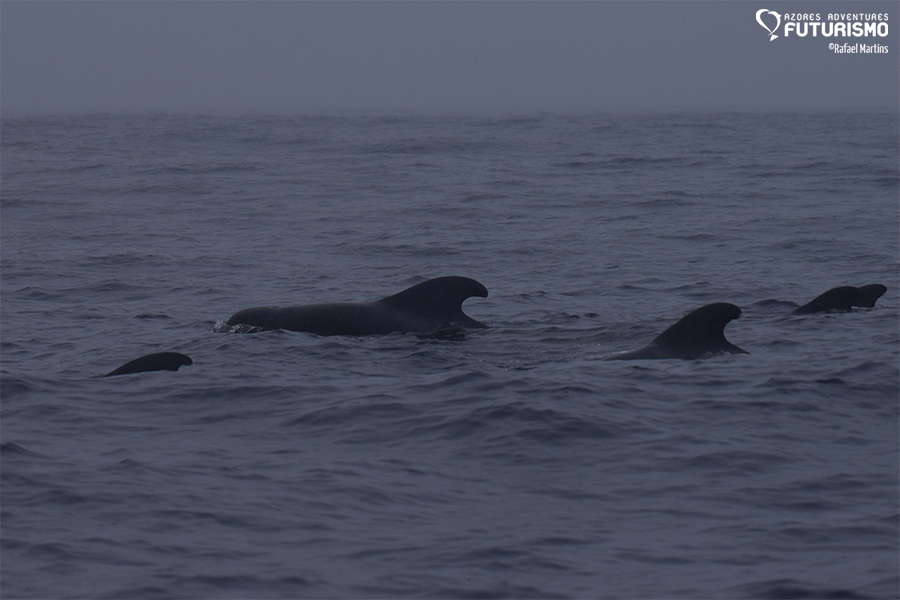 Pilot whales, spotted dolphins, Risso's dolphins in the morning ...