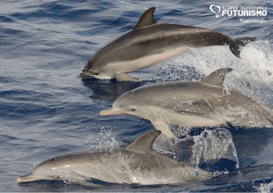 Big schools of fish, lots of dolphins and another Sei whale! - Azores ...