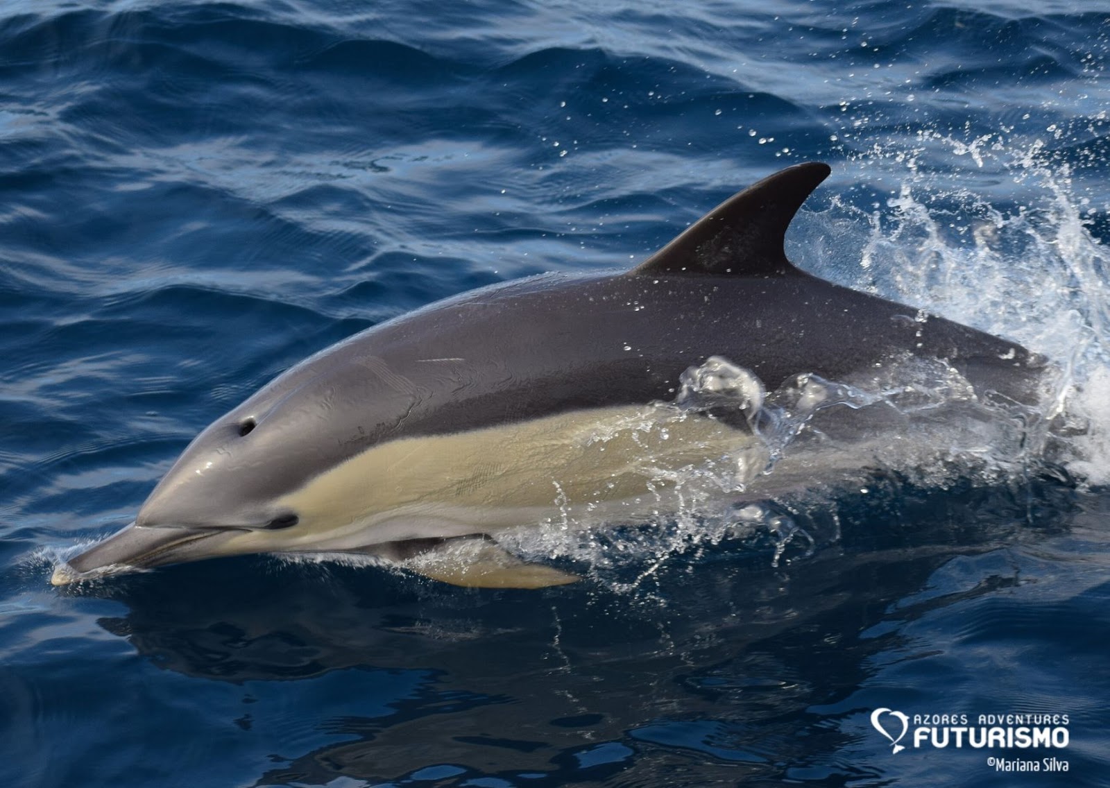 A humpback whale and hundreds of dolphins in São Miguel today - Azores ...