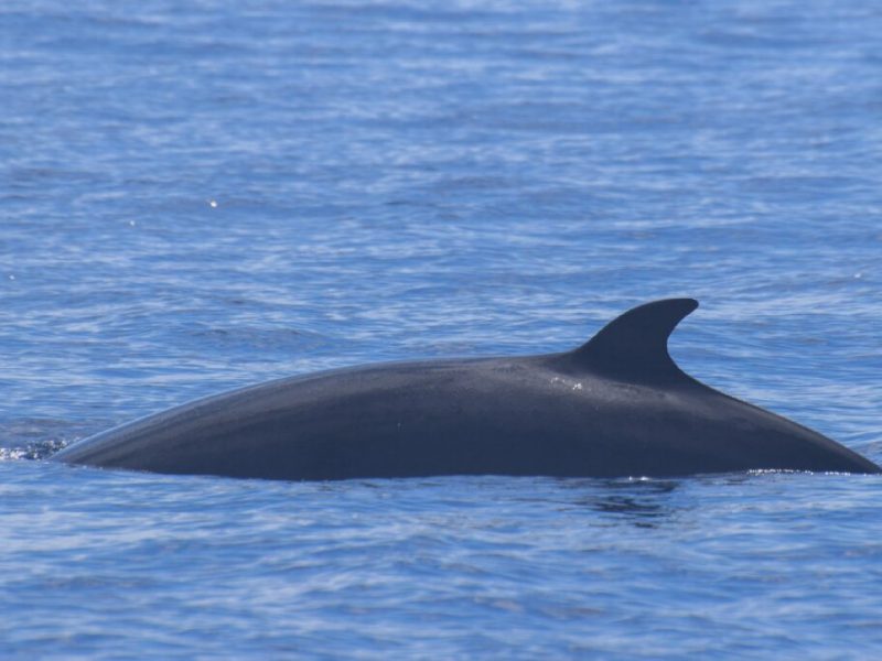 Minke whale fact sheet - Azores Whales
