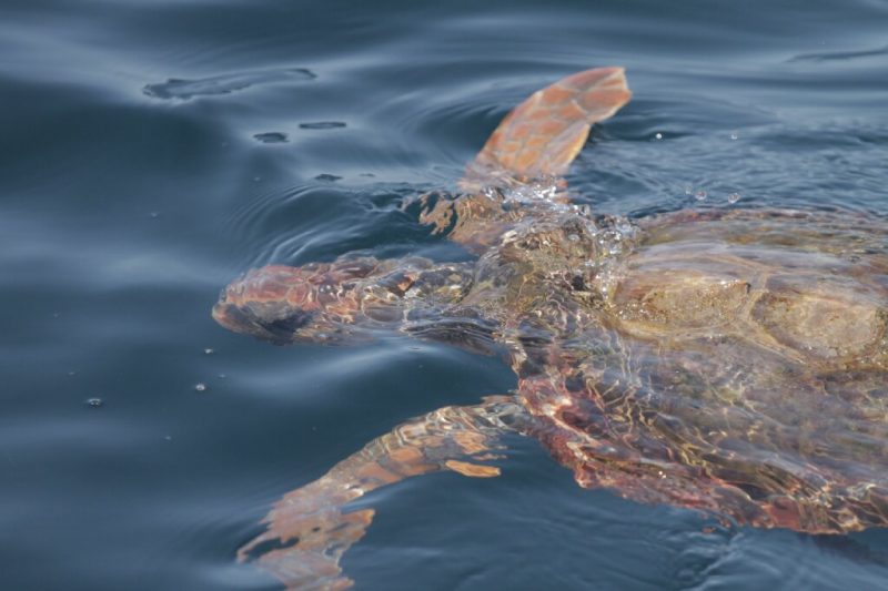 Loggerhead turtle fact sheet - Azores Whales