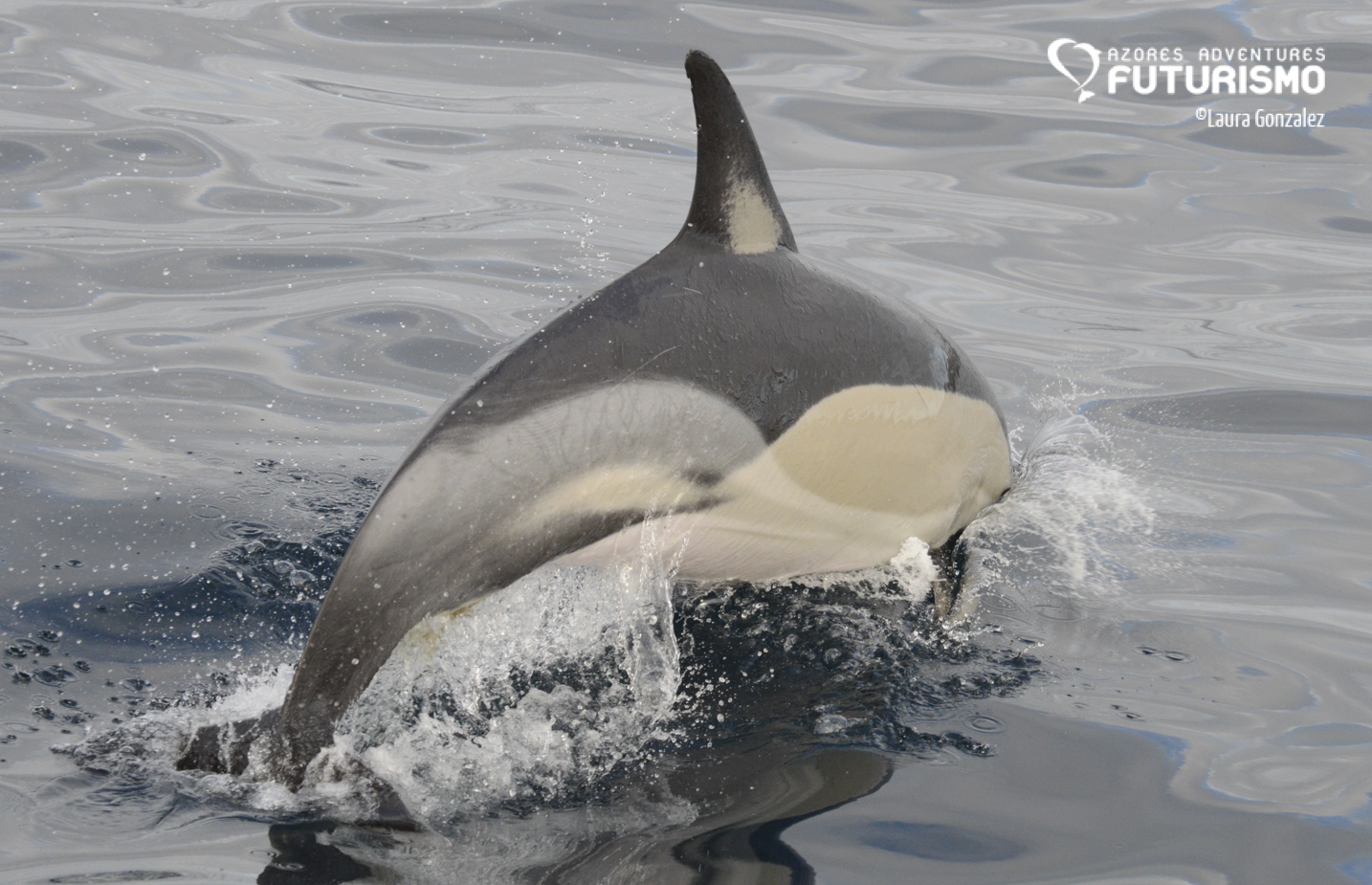 Early common dolphins in flat sea! - Azores Whales