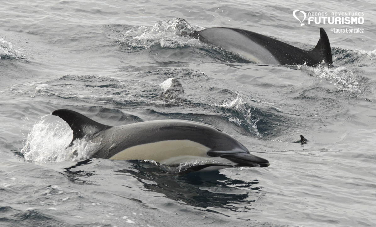 Early common dolphins in flat sea! - Azores Whales