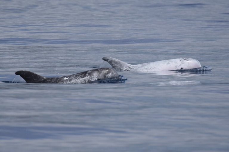 Risso's dolphin fact sheet - Azores Whales