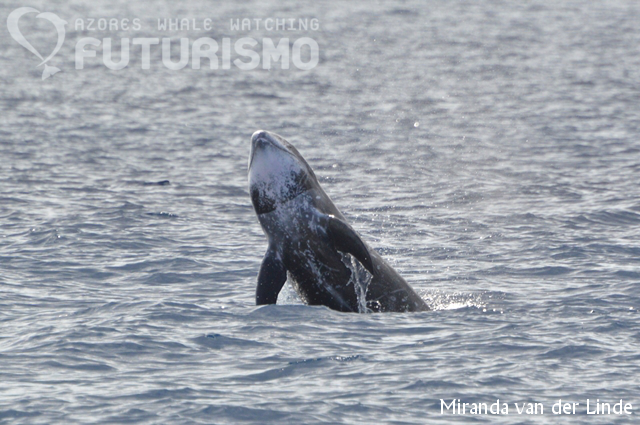 Risso's dolphin fact sheet - Azores Whales